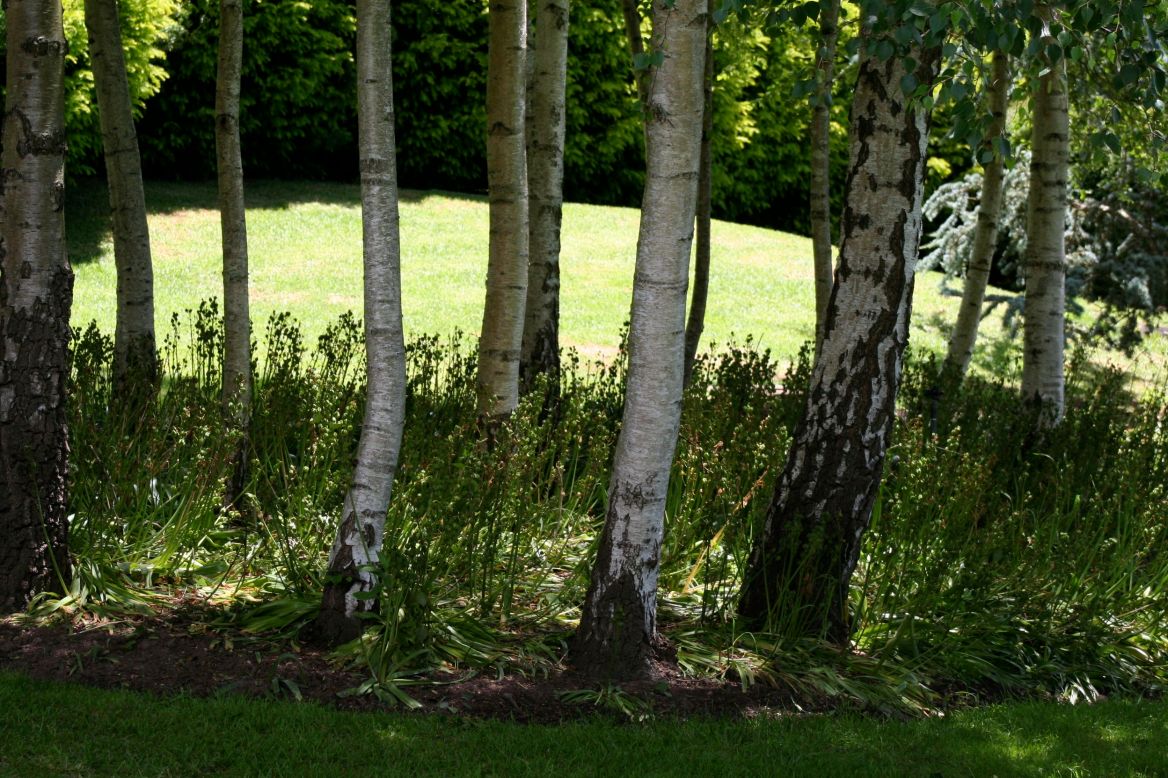 The silver birch walk | The Potting Shed