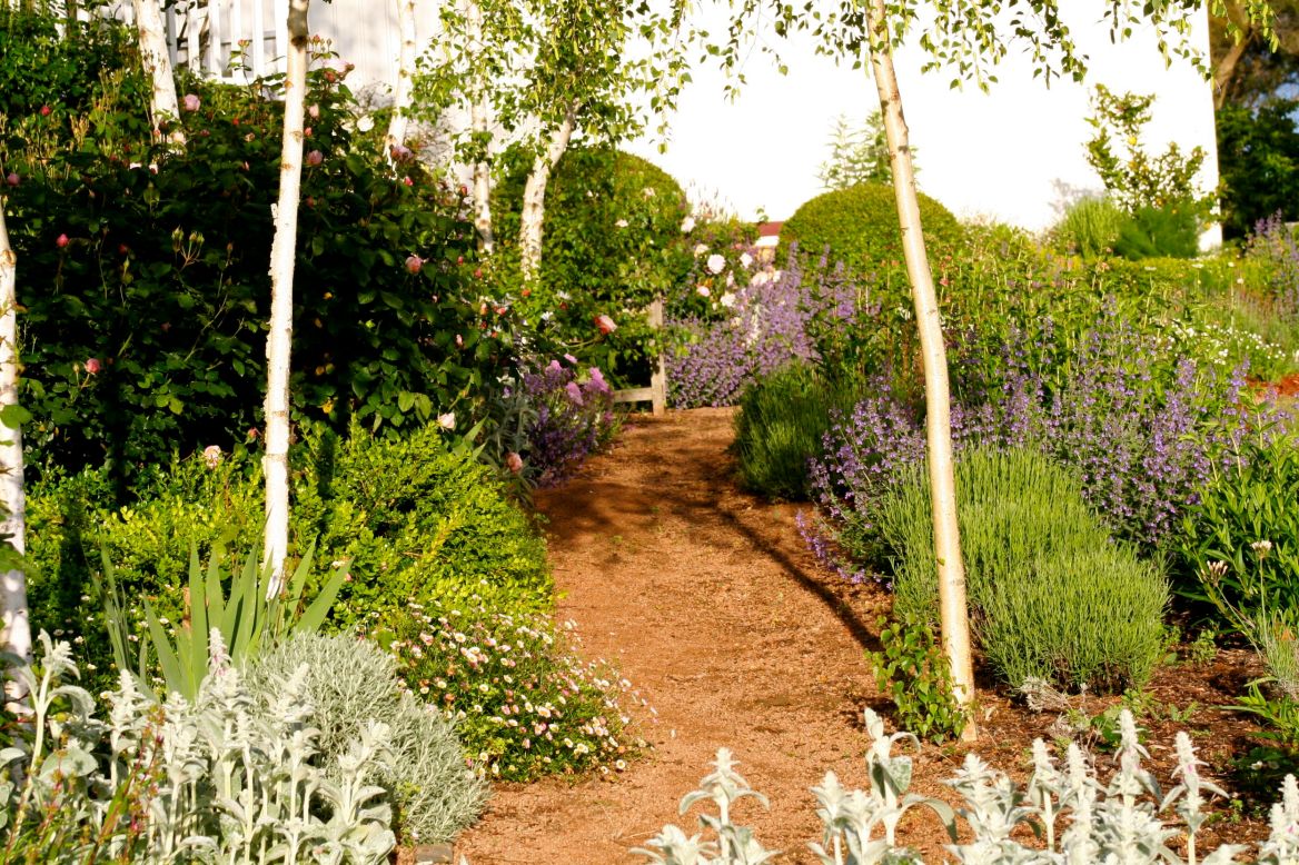 The silver birch walk | The Potting Shed