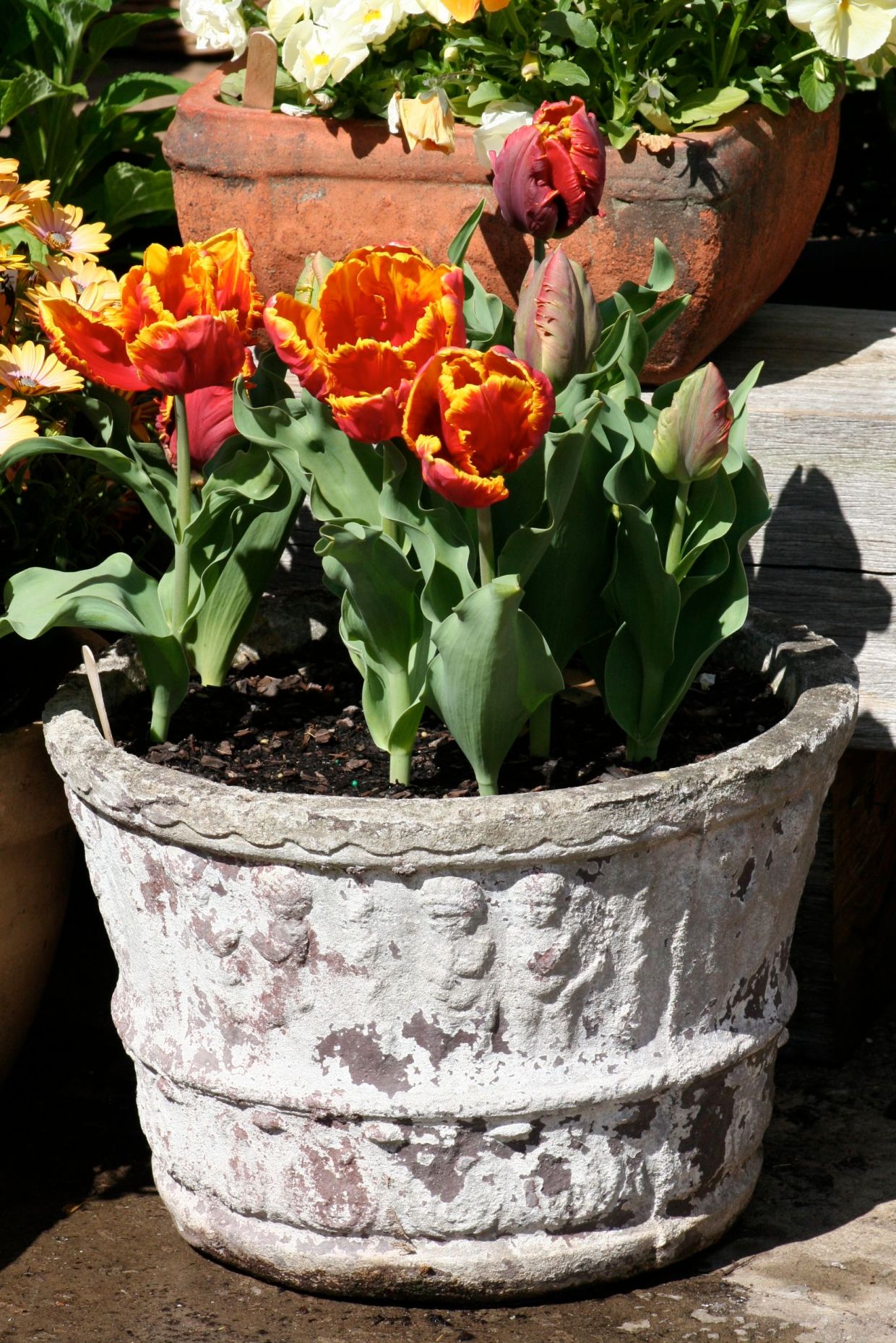 Blog | The Potting Shed | Heirloom perennials, advanced buxus, edibles ...